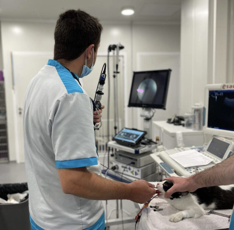 Clinique Vétérinaire de la Rivière - L'endoscopie digestive chez le ...